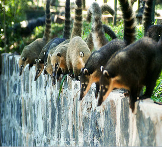 Iguacu falls - The Travel Lantern